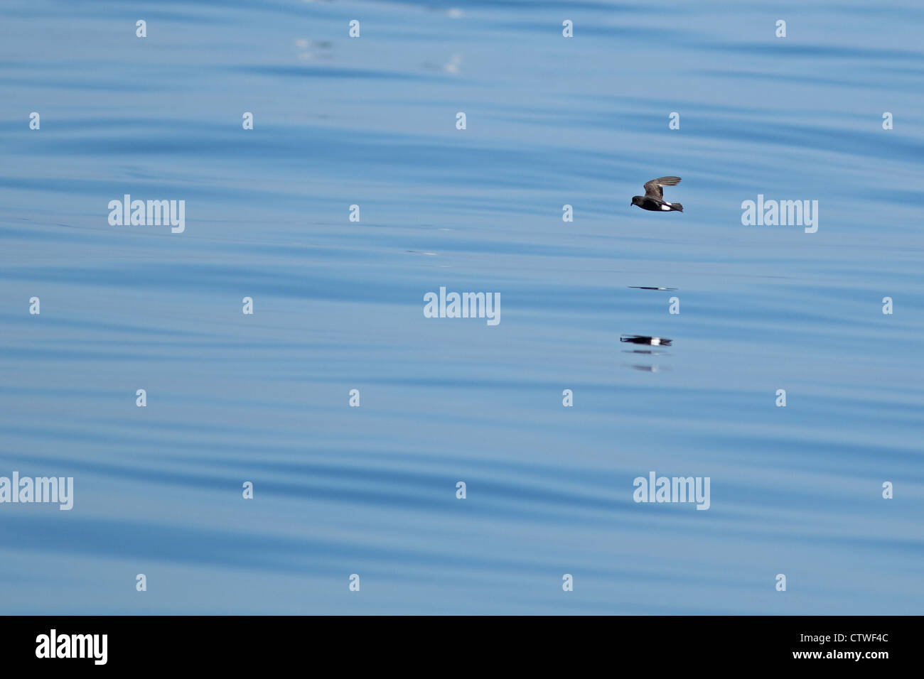 European Storm-petrel (Hydrobates pelagicus Stock Photo - Alamy