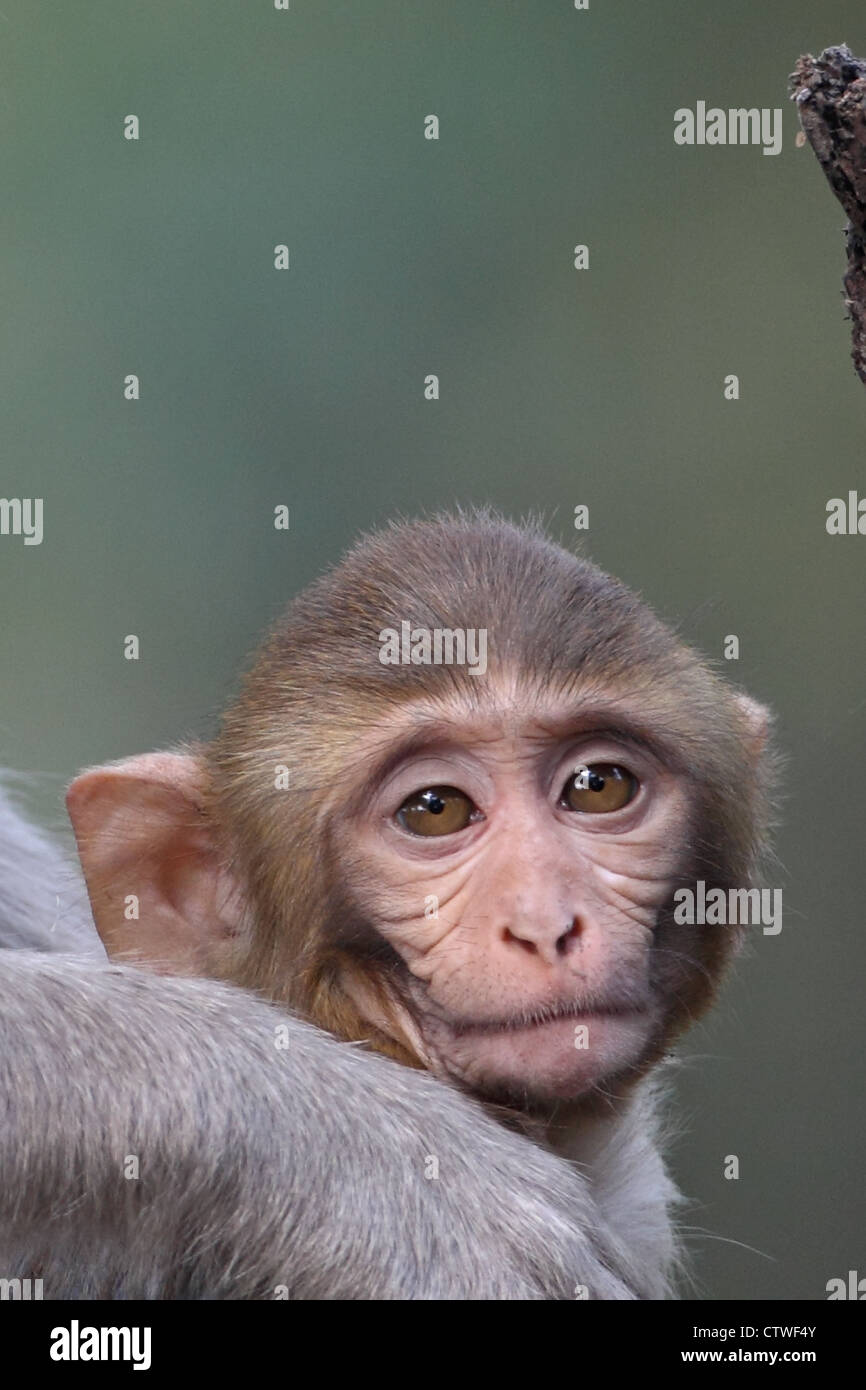 Rhesus Macaque (Macaca mulatta Stock Photo - Alamy