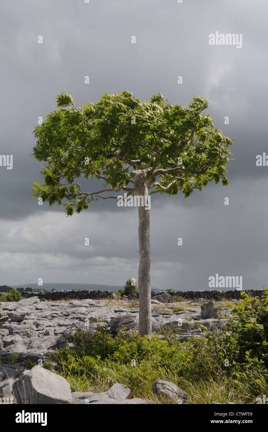 A lone tilting Ash tree growing on the Burren, County Clare, West Coast ...