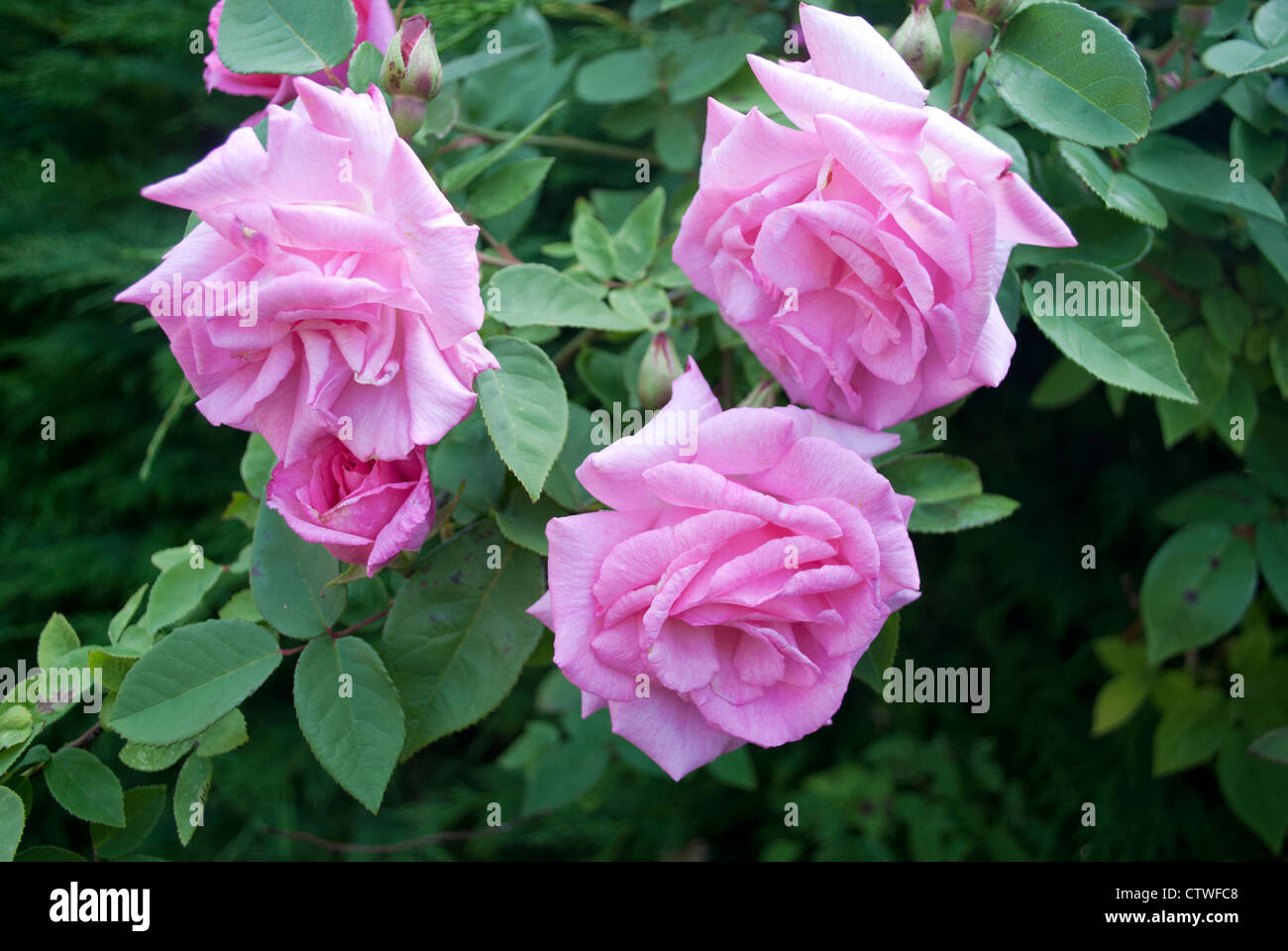Three pink roses on rose bush Stock Photo - Alamy