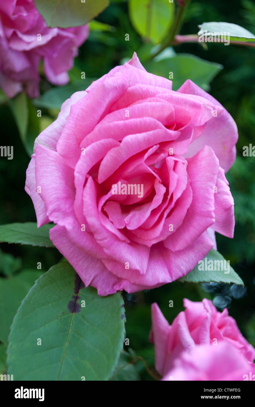 Close up of large single pink rose on rose bush with the edge of other ...