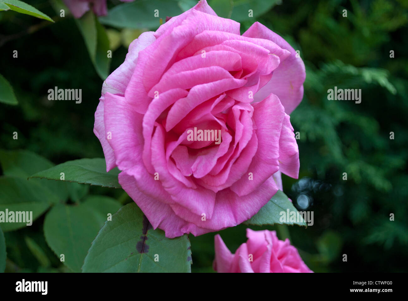 Close up of large single pink rose on rose bush with the edge of other ...
