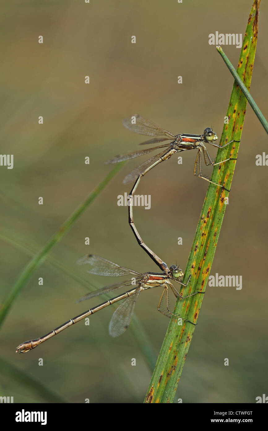 Southern Emerald Damselfly aka Migrant Spreadwing (Lestes barbarus ...