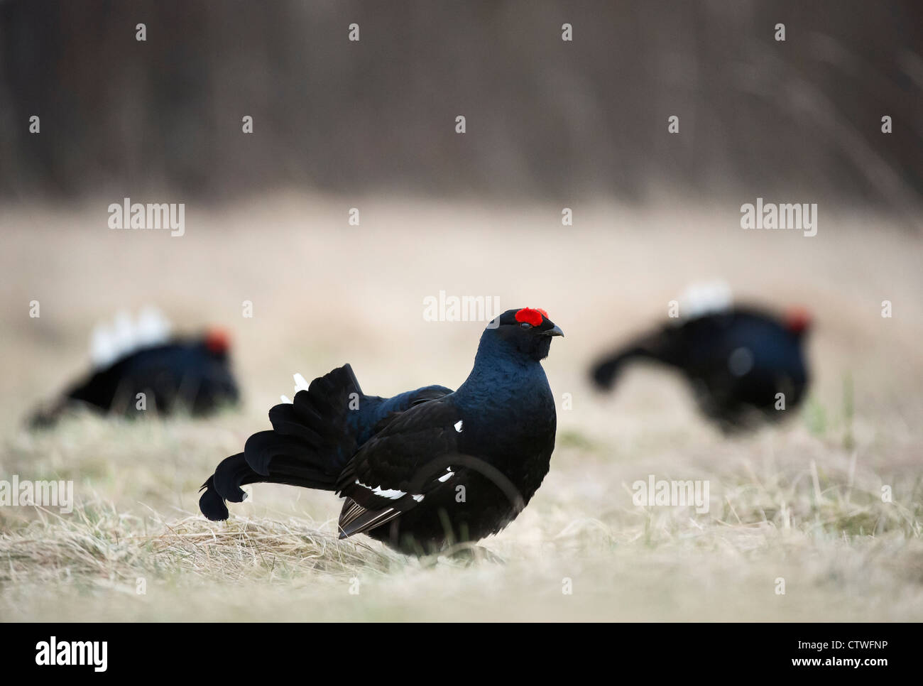 Lekking Black grouses ( Lyrurus tetrix Stock Photo - Alamy