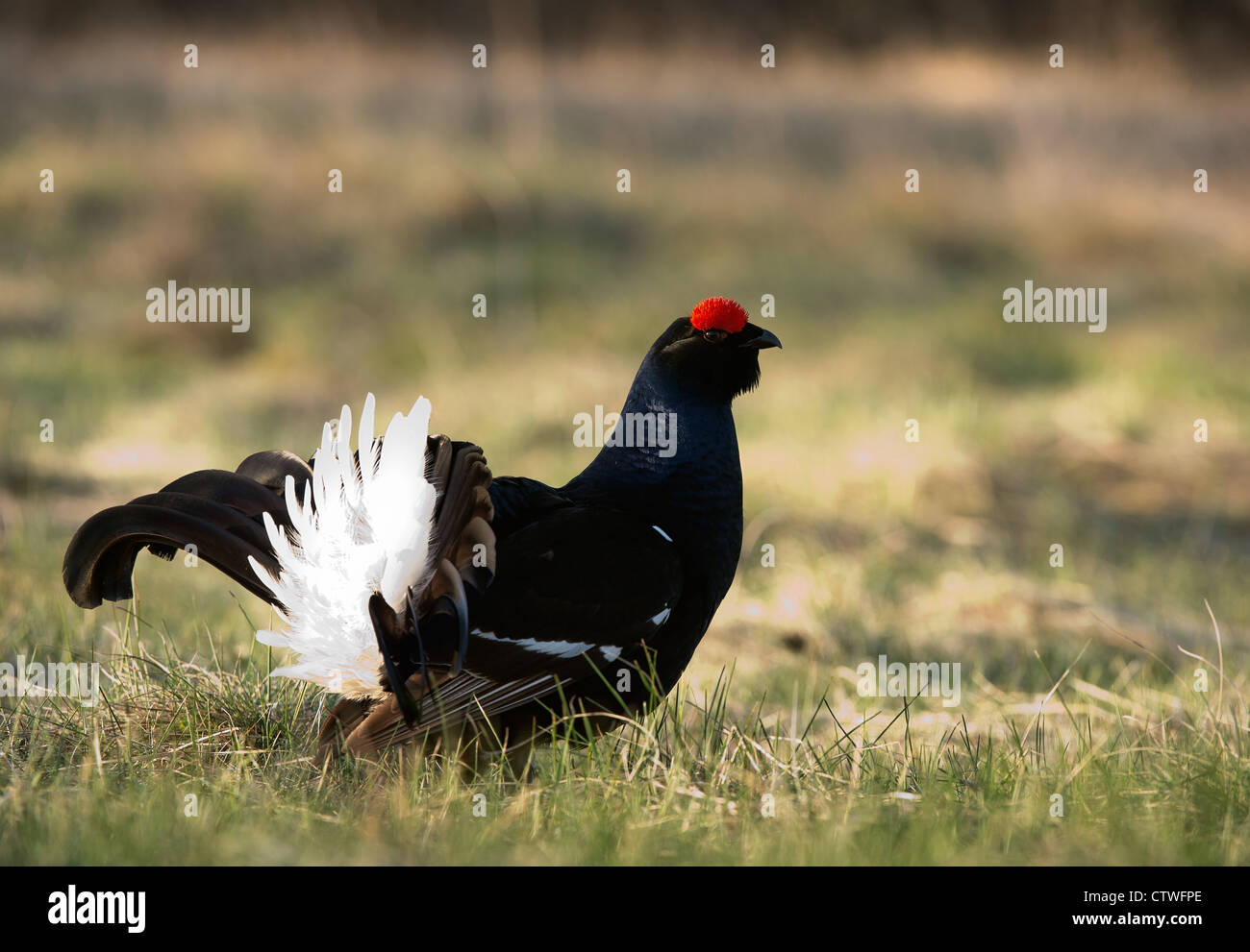 Lekking Black grouse ( Lyrurus tetrix Stock Photo - Alamy