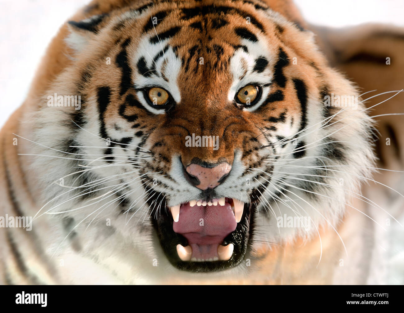 White siberian tiger hi-res stock photography and images - Alamy