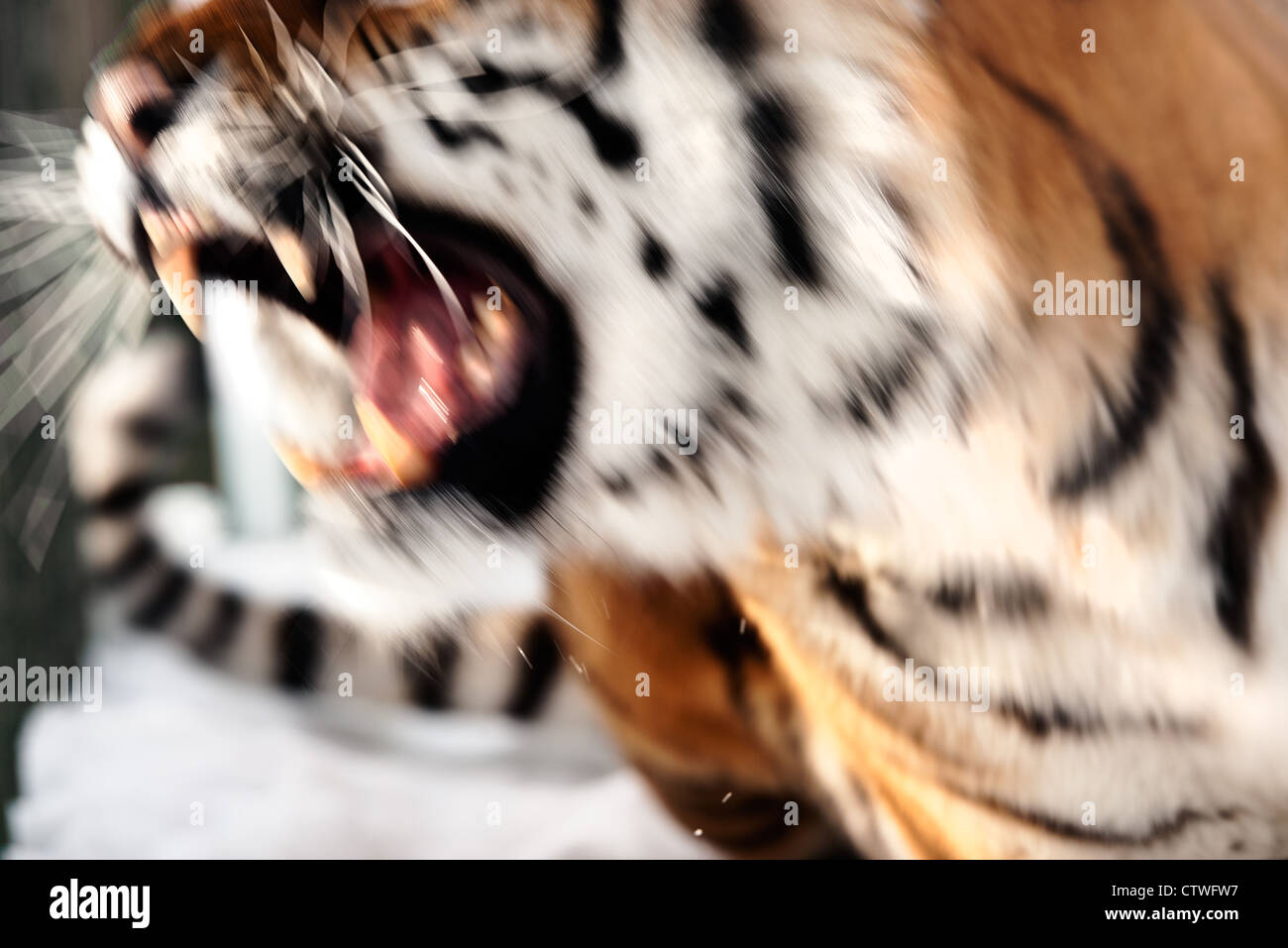 Moving Siberian Tiger Stock Photo - Alamy