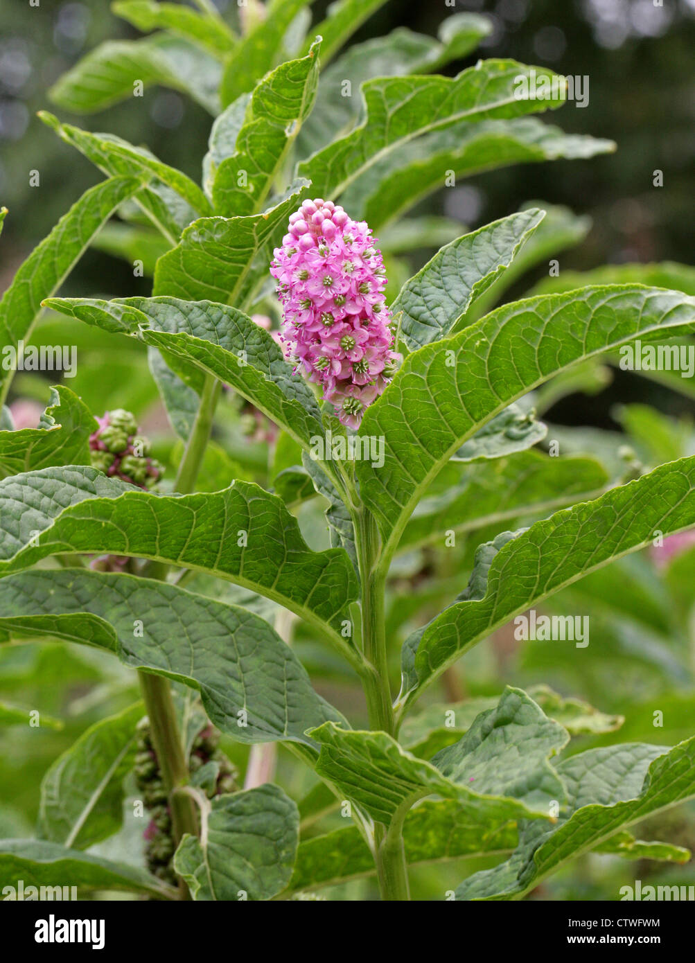 Batal, Batalin, Chinese Pokeweed, Duo Yao Shang Lu, Phytolacca ...