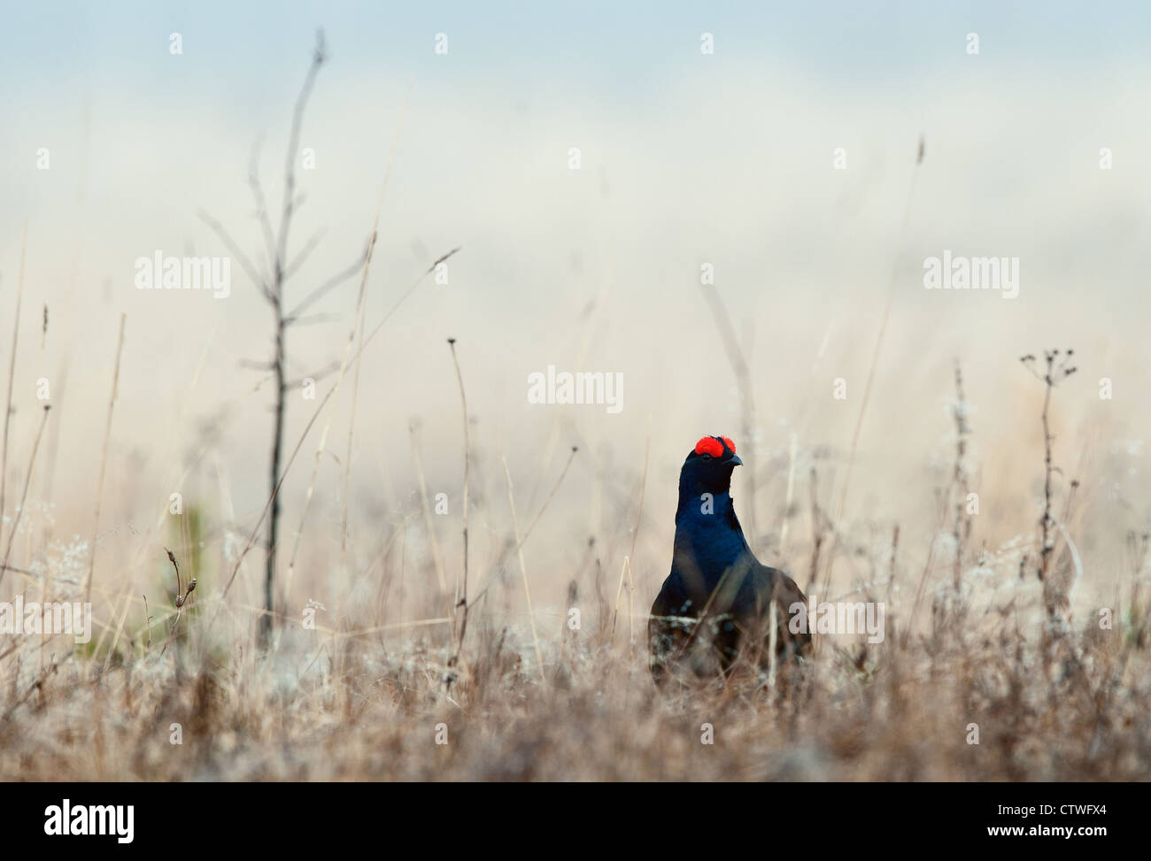Lekking Black grouse ( Lyrurus tetrix Stock Photo - Alamy