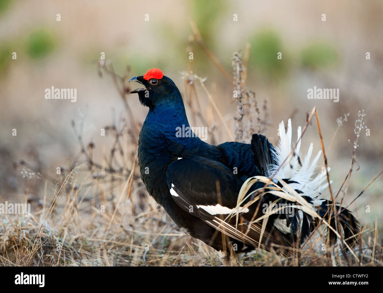 Lekking Black grouse ( Lyrurus tetrix Stock Photo - Alamy
