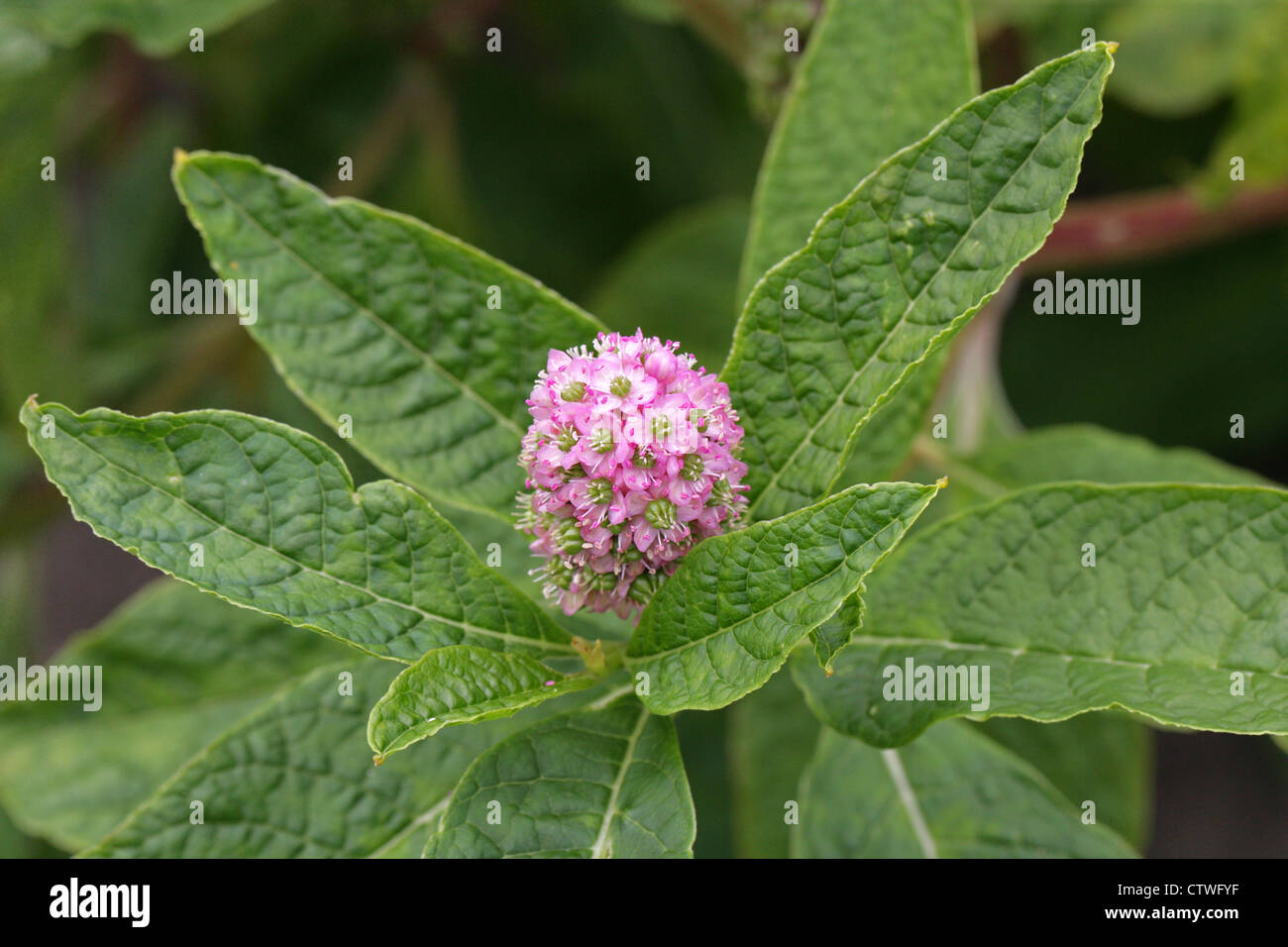 Batal, Batalin, Chinese Pokeweed, Duo Yao Shang Lu, Phytolacca ...