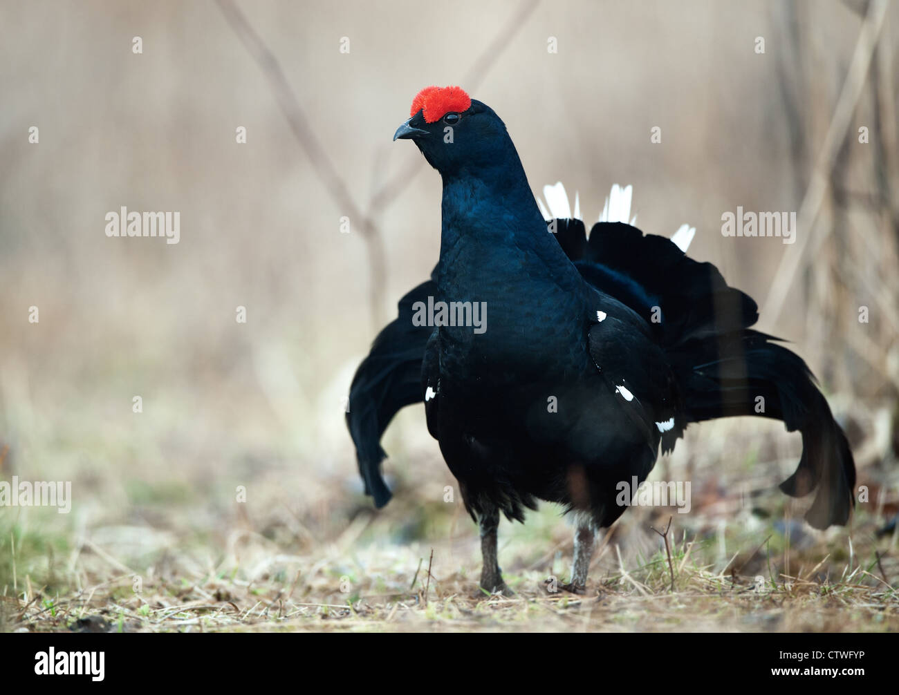 Lekking Black grouse ( Lyrurus tetrix Stock Photo - Alamy