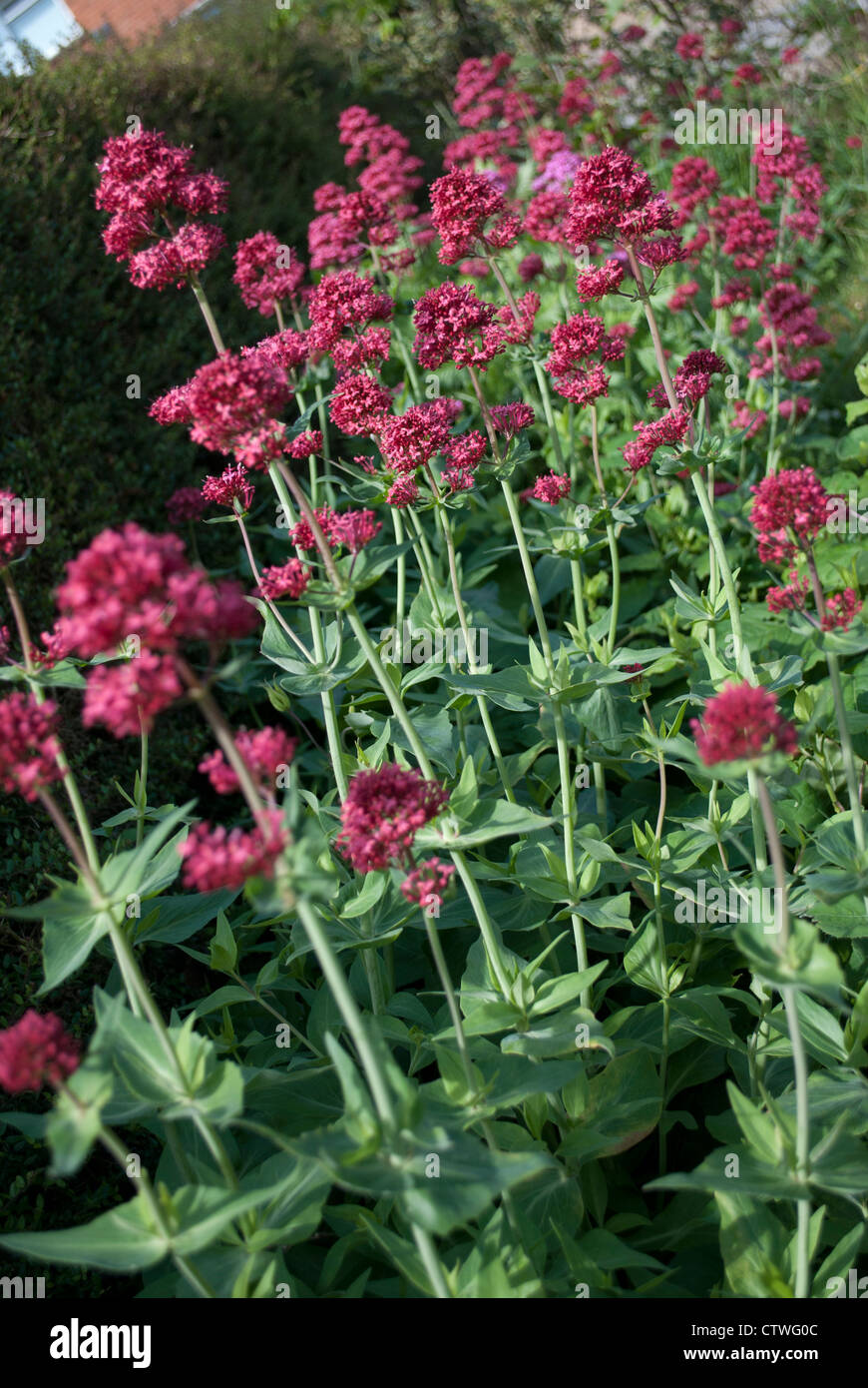 Row of pink Valerian Candytuft flowers in garden border Stock Photo - Alamy