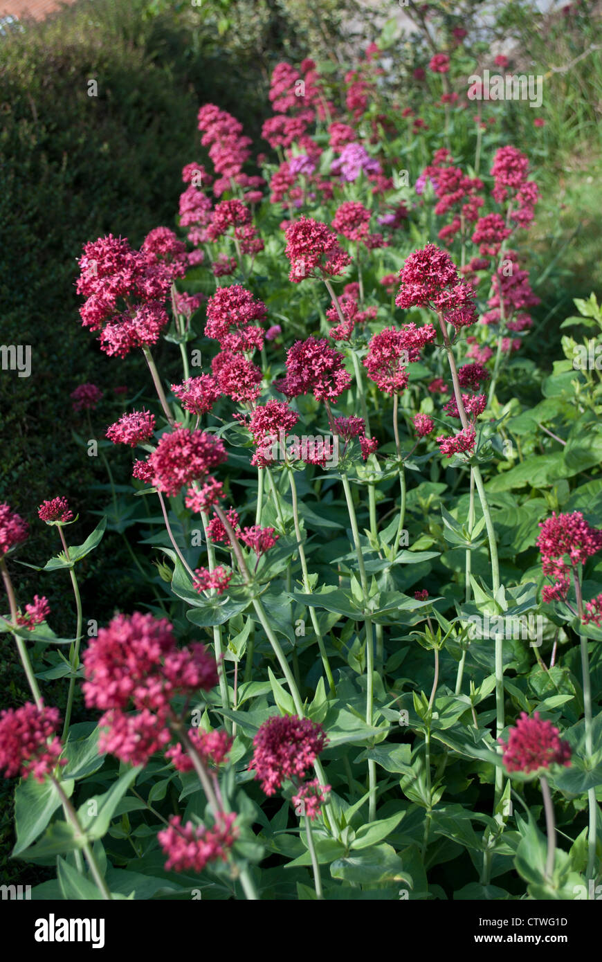 Row of pink Valerian Candytuft flowers in garden border Stock Photo - Alamy