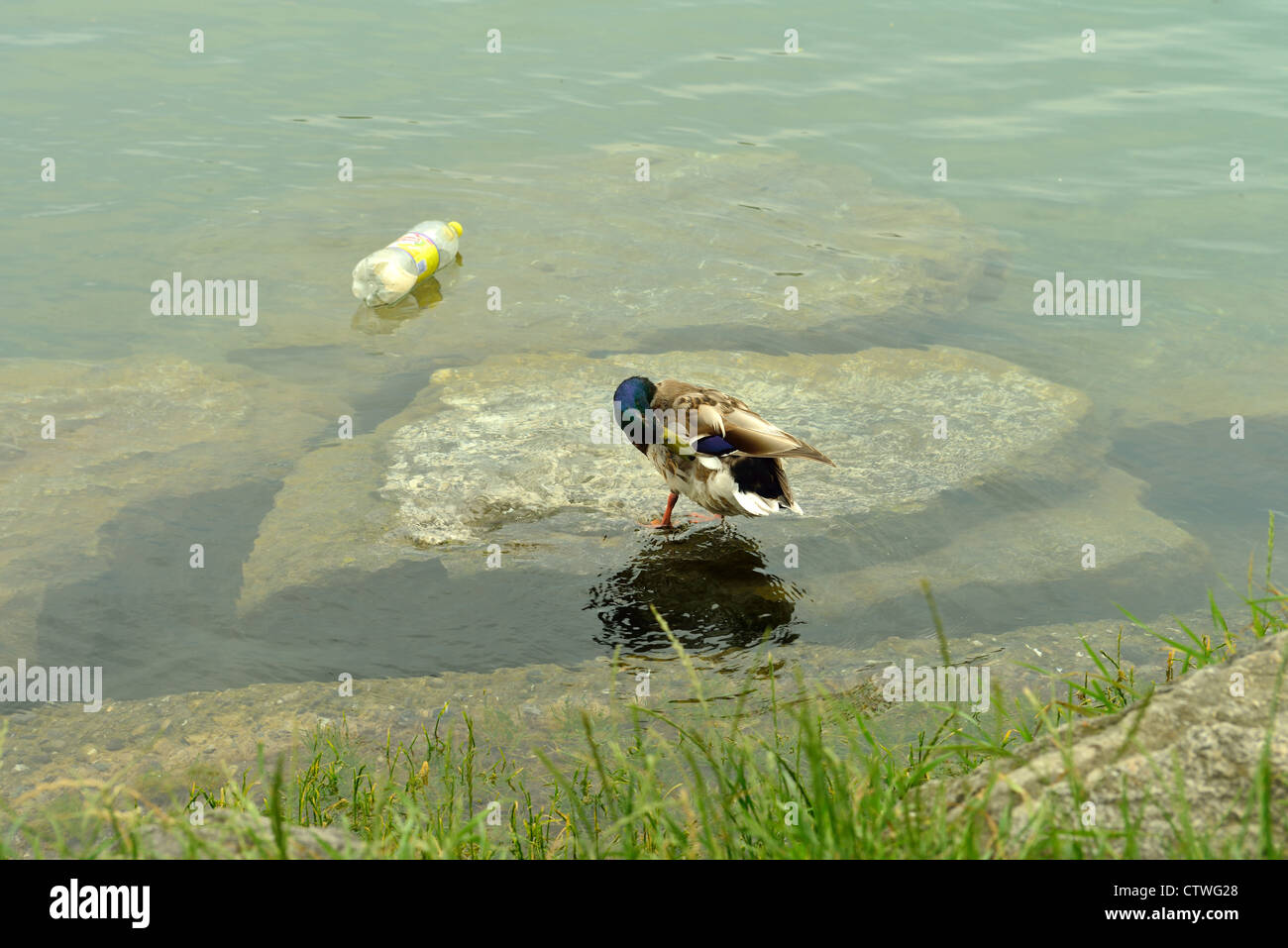 Plastic duck pollution hi-res stock photography and images - Alamy