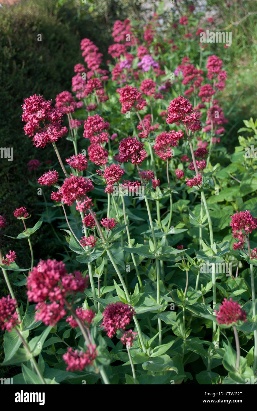Row of pink Valerian Candytuft flowers in garden border Stock Photo - Alamy