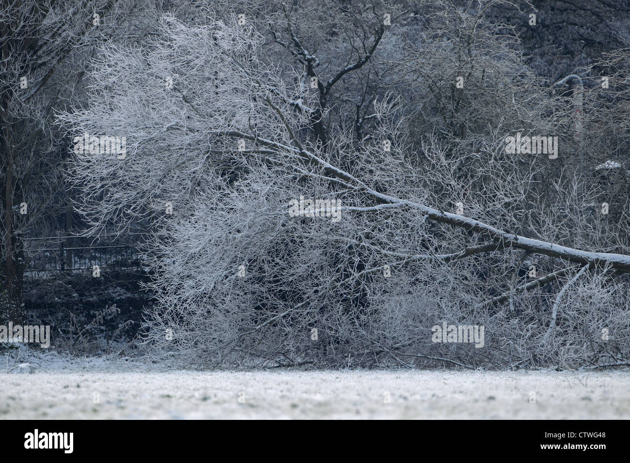 Hoar on plant hi-res stock photography and images - Alamy