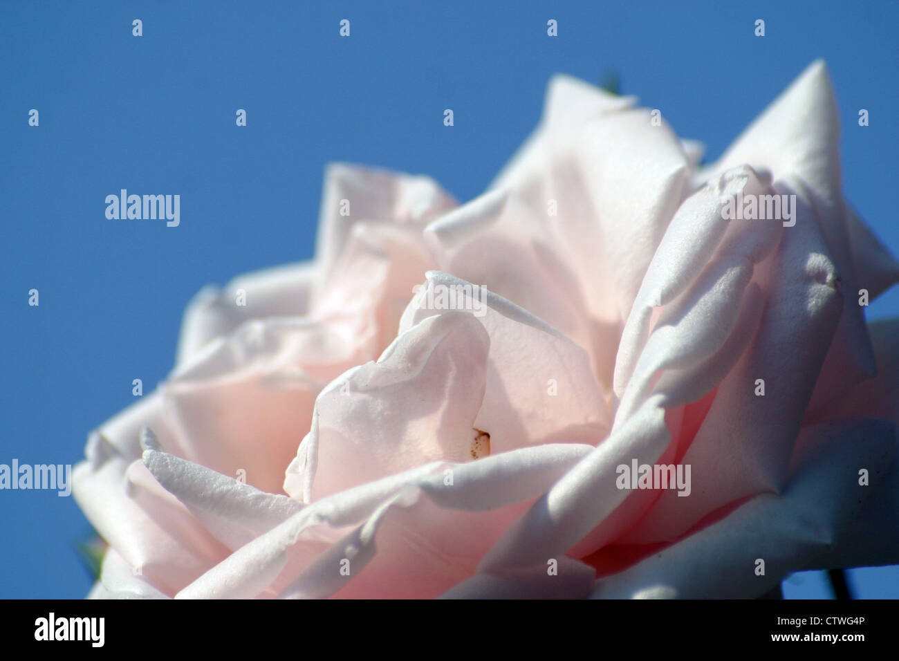Rose bridal glamor hi-res stock photography and images - Alamy