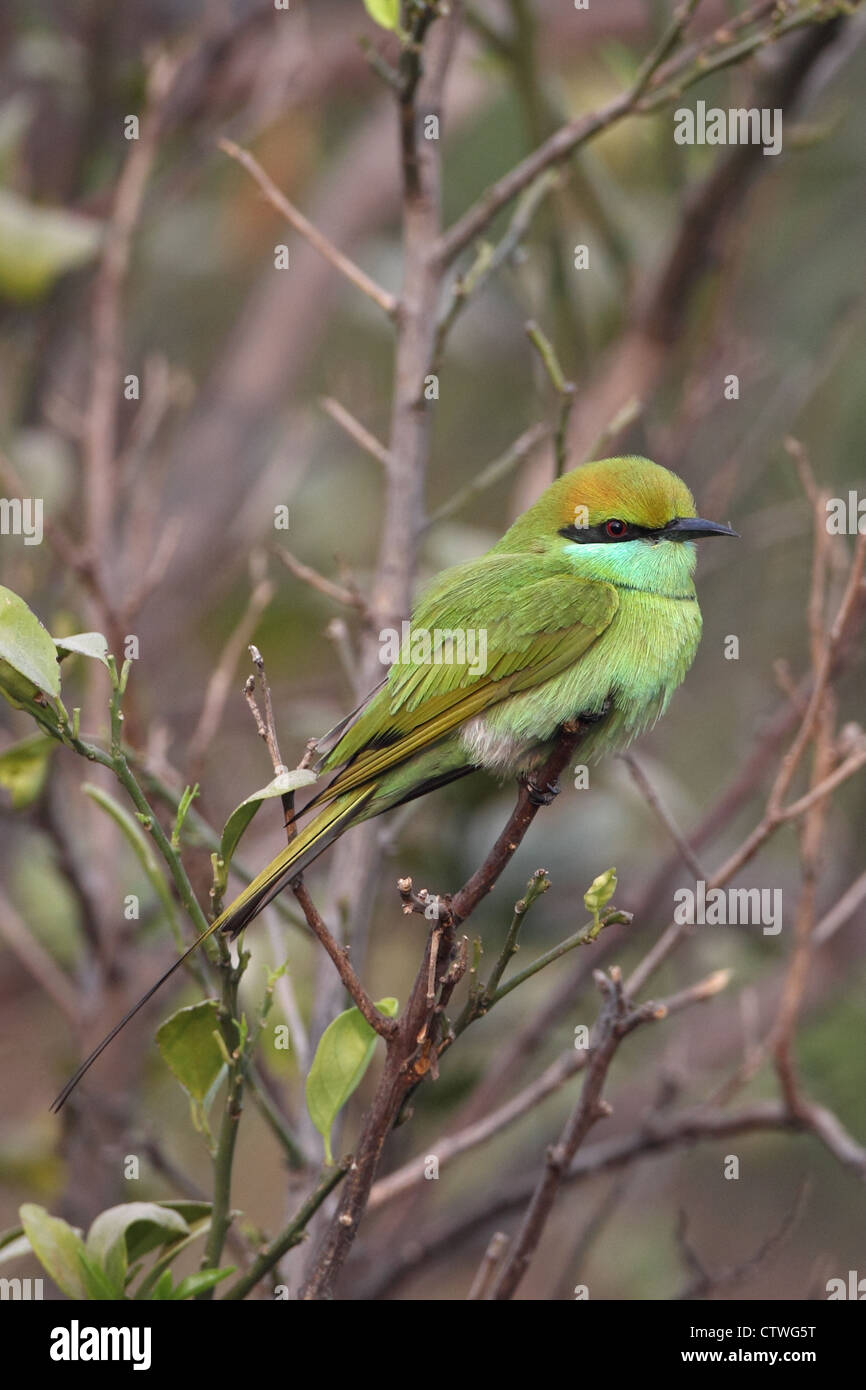 Little Green Bee-eater (Merops orientalis Stock Photo - Alamy