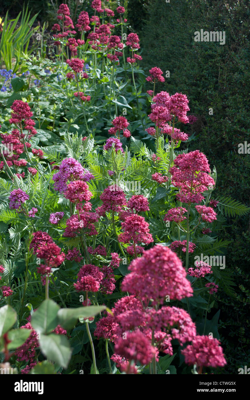 Pink candytuft hi-res stock photography and images - Alamy