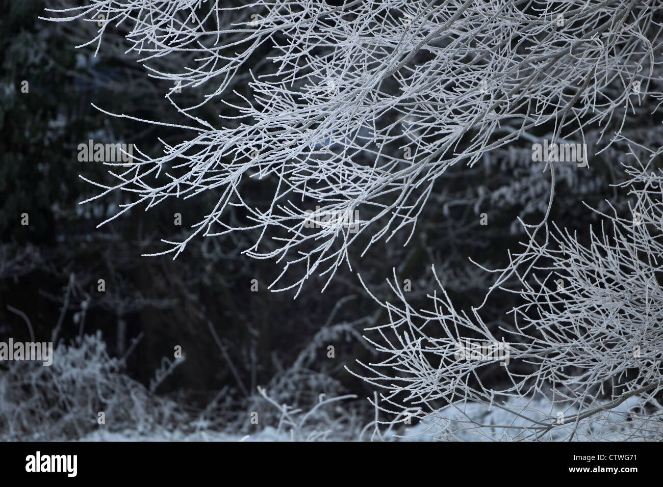 Hoar frost on trees Stock Photo - Alamy