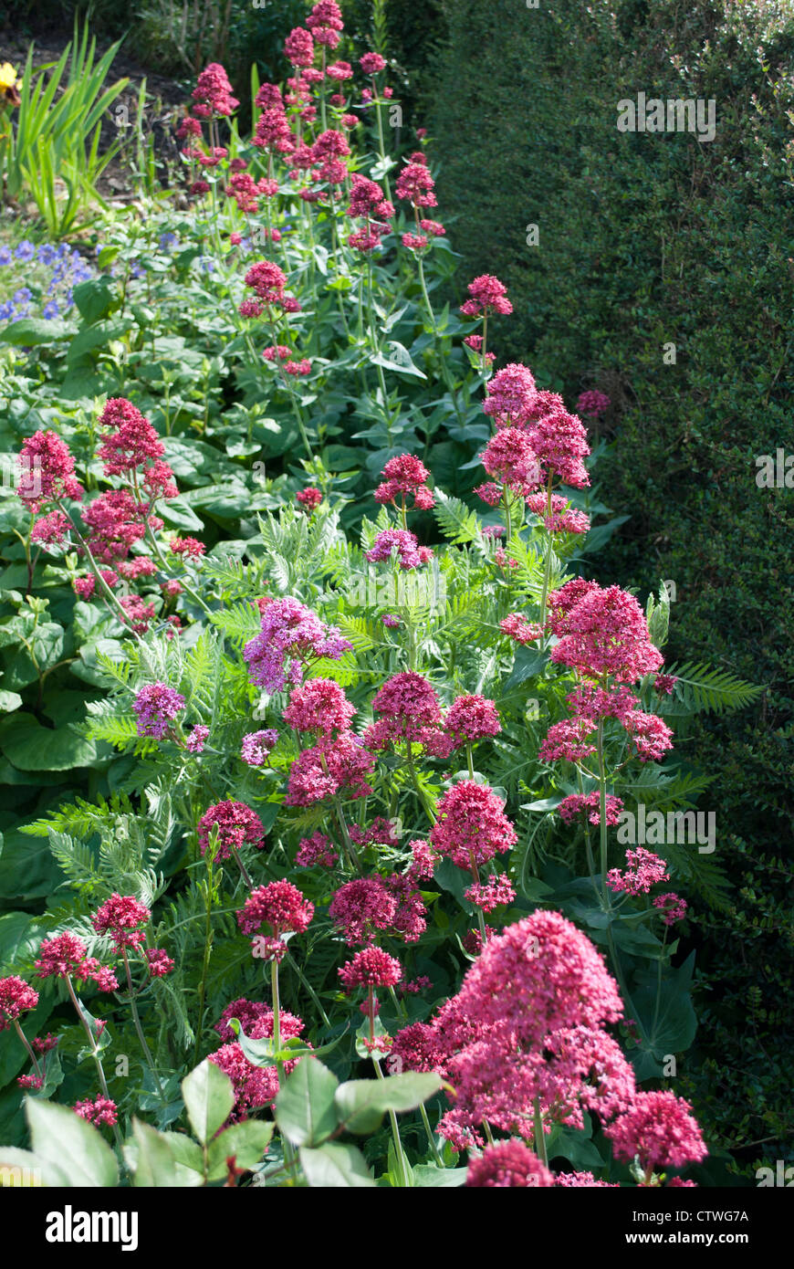 Pink candytuft hi-res stock photography and images - Alamy