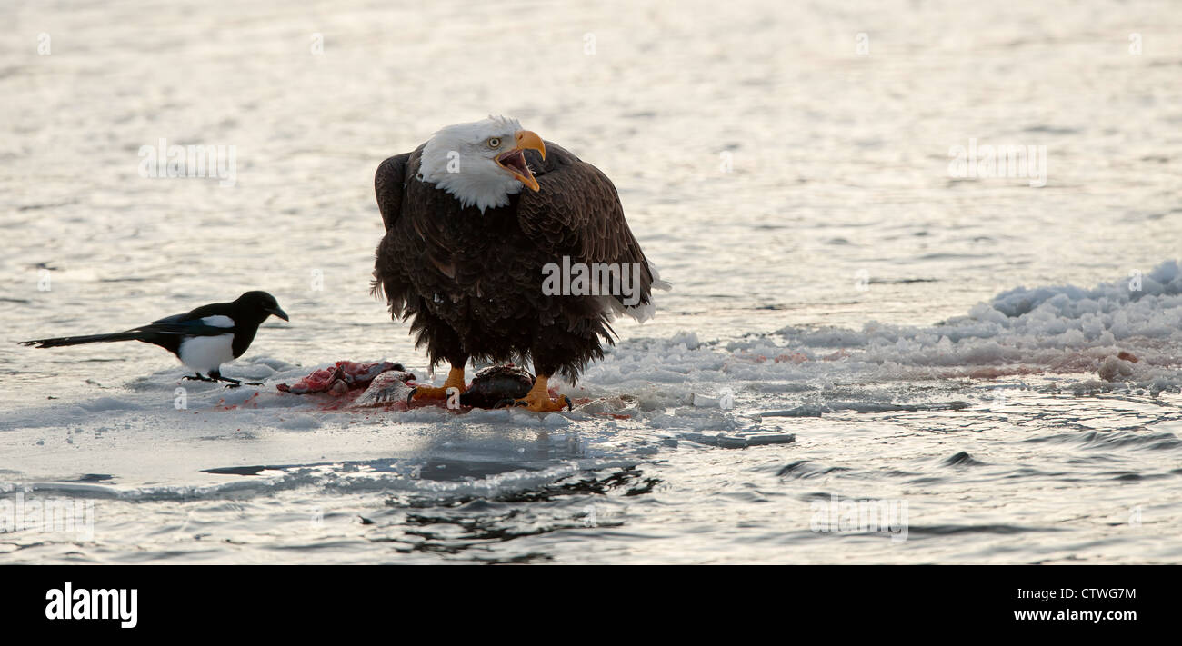 Portrait of an eating North american bald eagle ( Haliaeetus ...