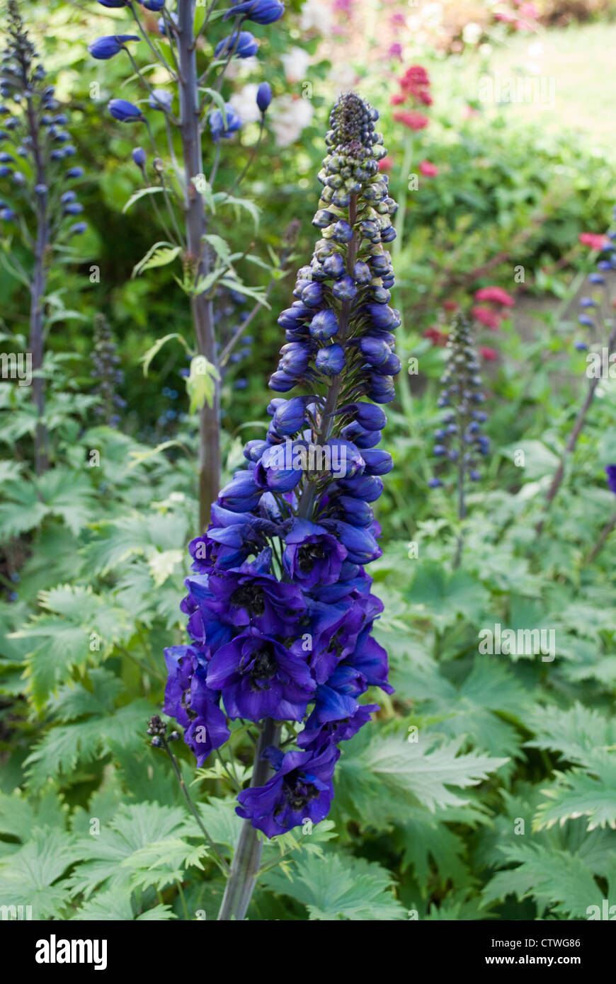 Blue delphinium flower in garden border Stock Photo - Alamy