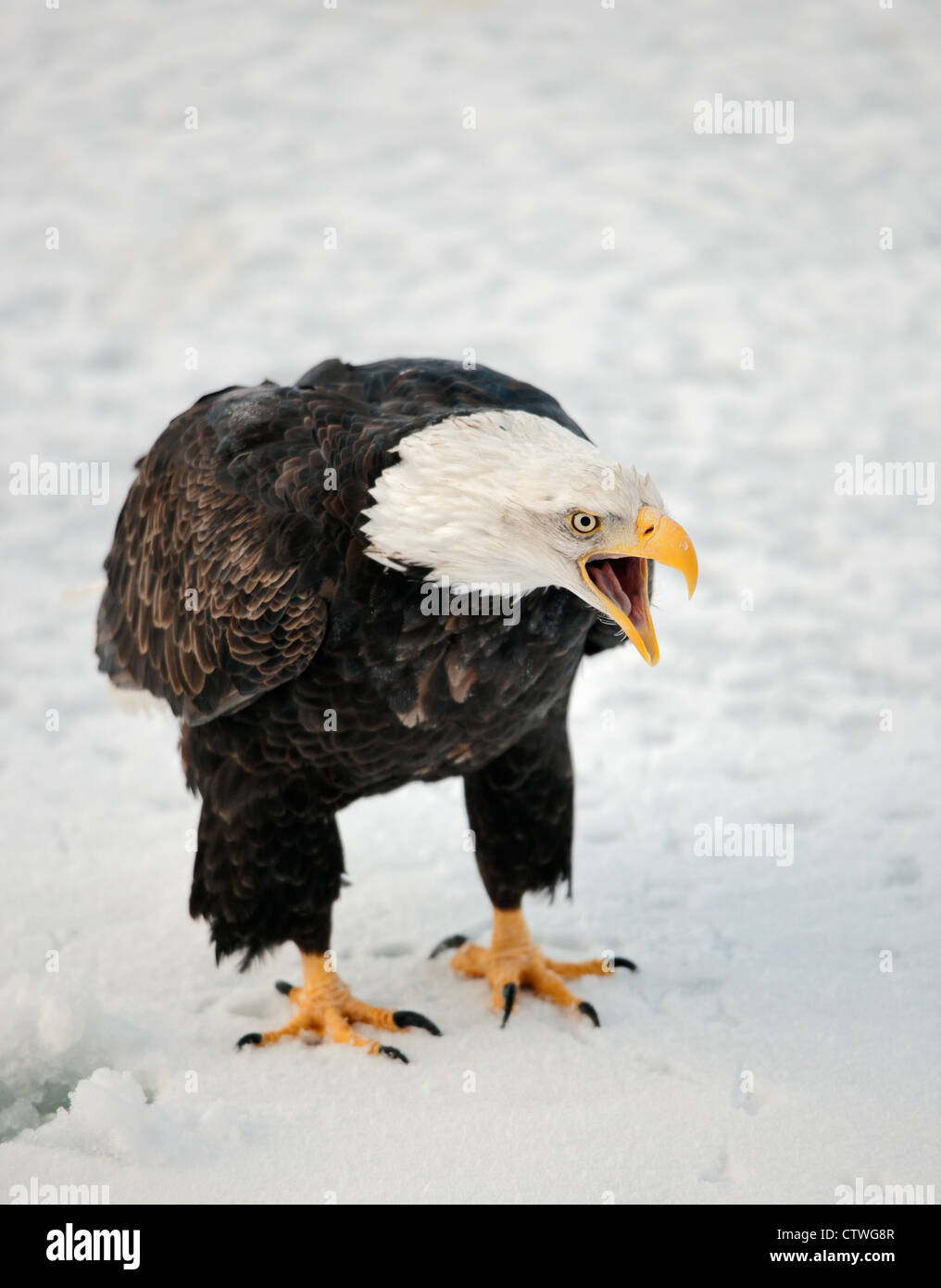 Portrait of an North american bald eagle - Haliaeetus leucocephalus ...