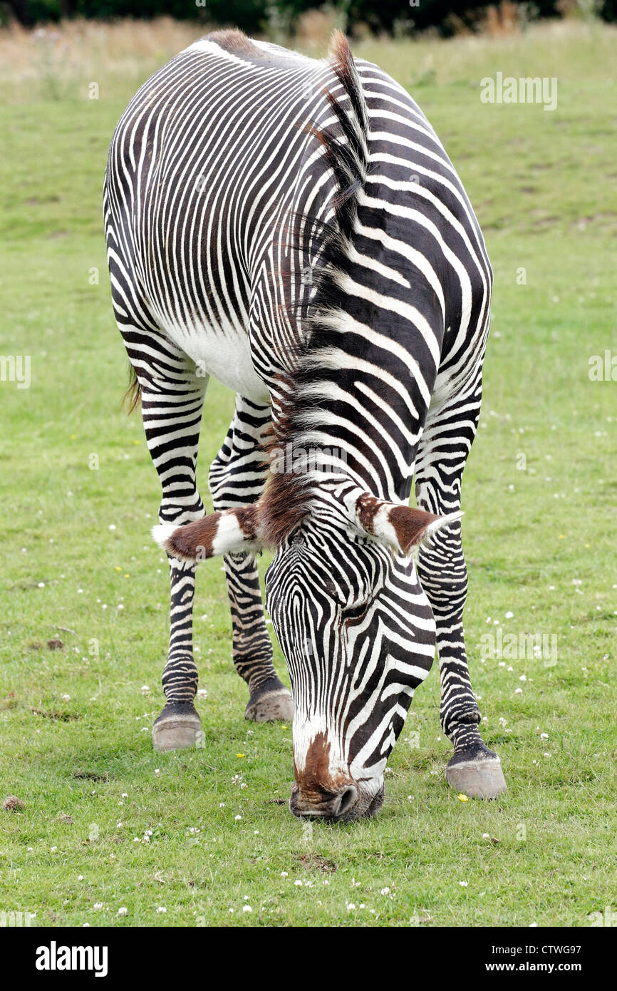 Zebra grazing, Chester Zoo Stock Photo - Alamy