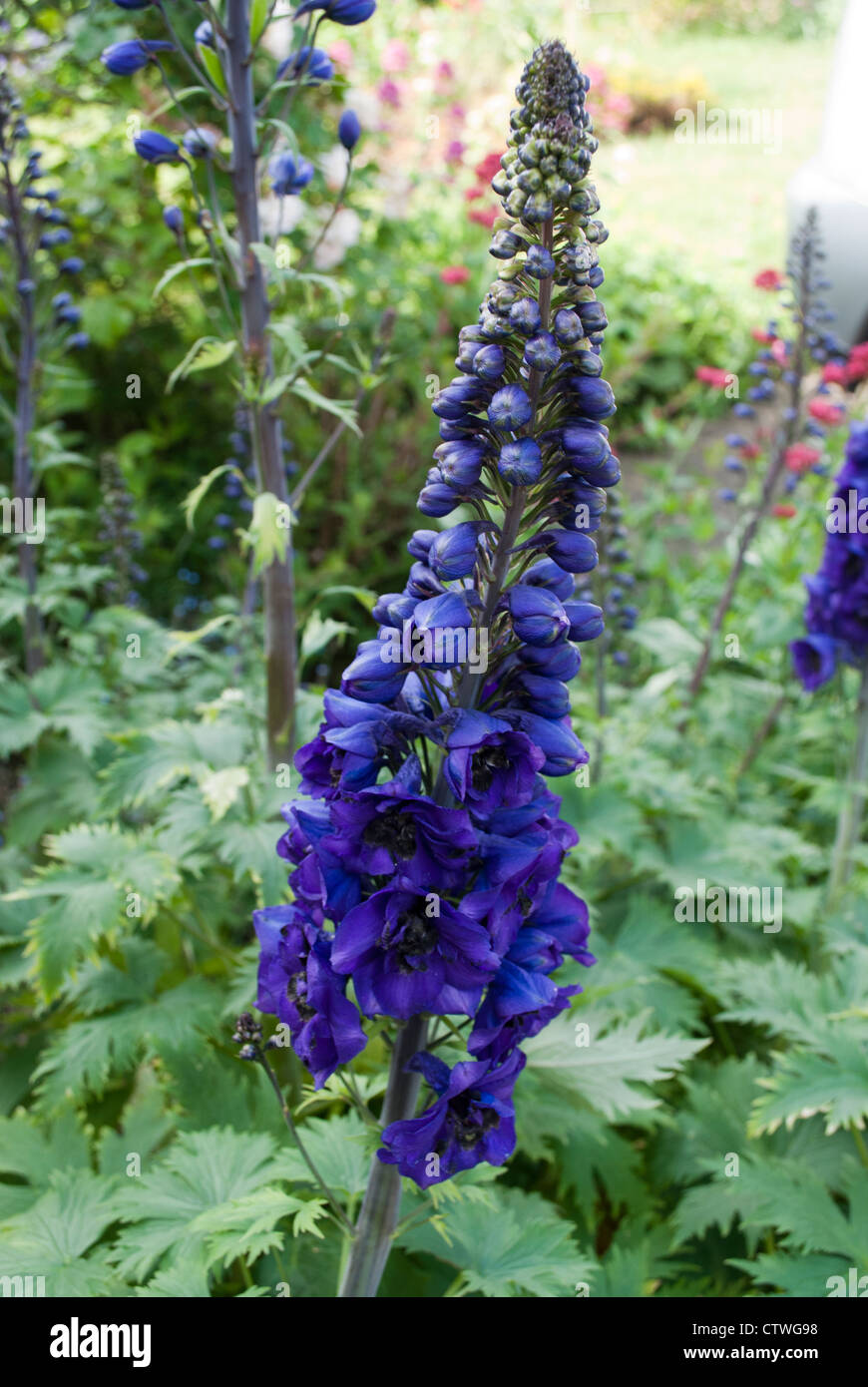 Blue delphinium flower in garden border Stock Photo - Alamy