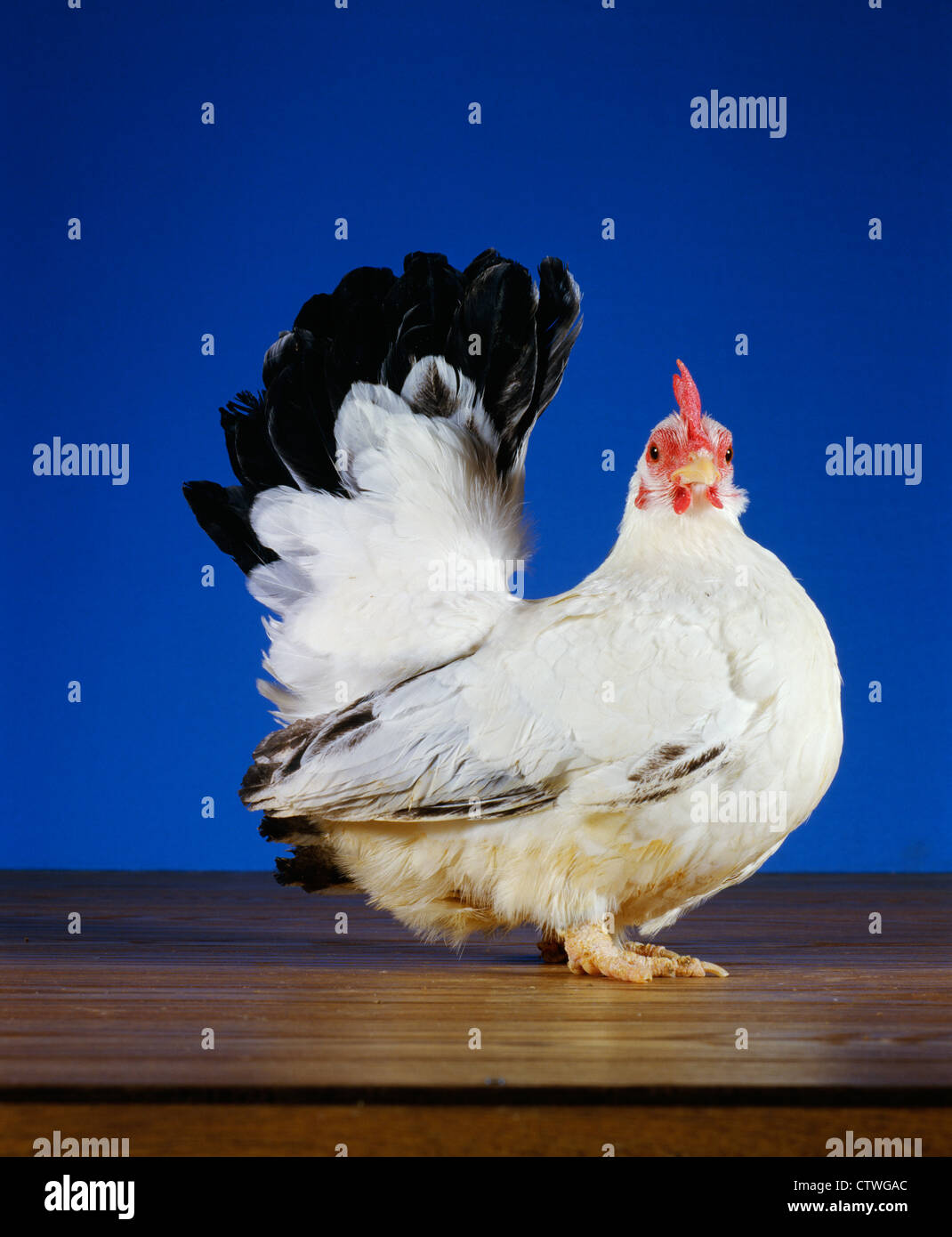 Black Tail Buff Japanese Bantam