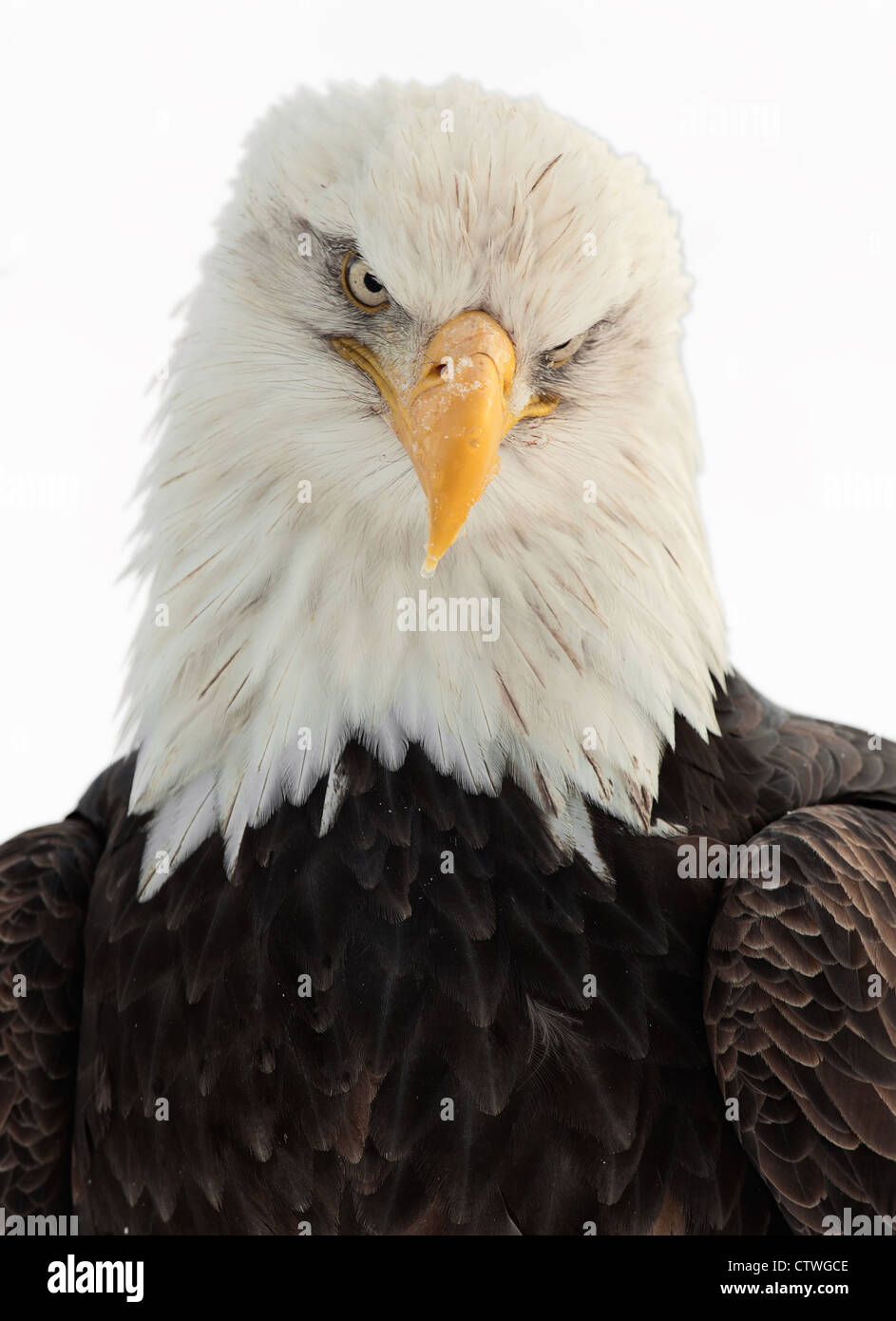 American bald eagle hi-res stock photography and images - Alamy