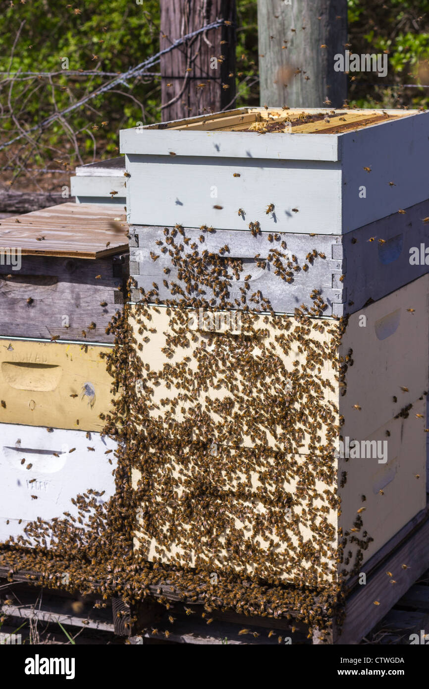 Amber frames hi-res stock photography and images - Alamy