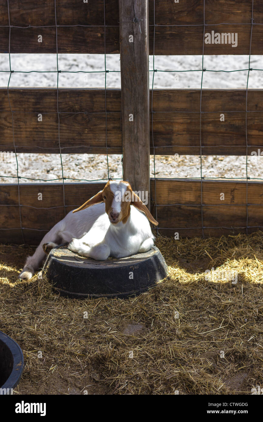 Goat Pan High Resolution Stock Photography and Images - Alamy