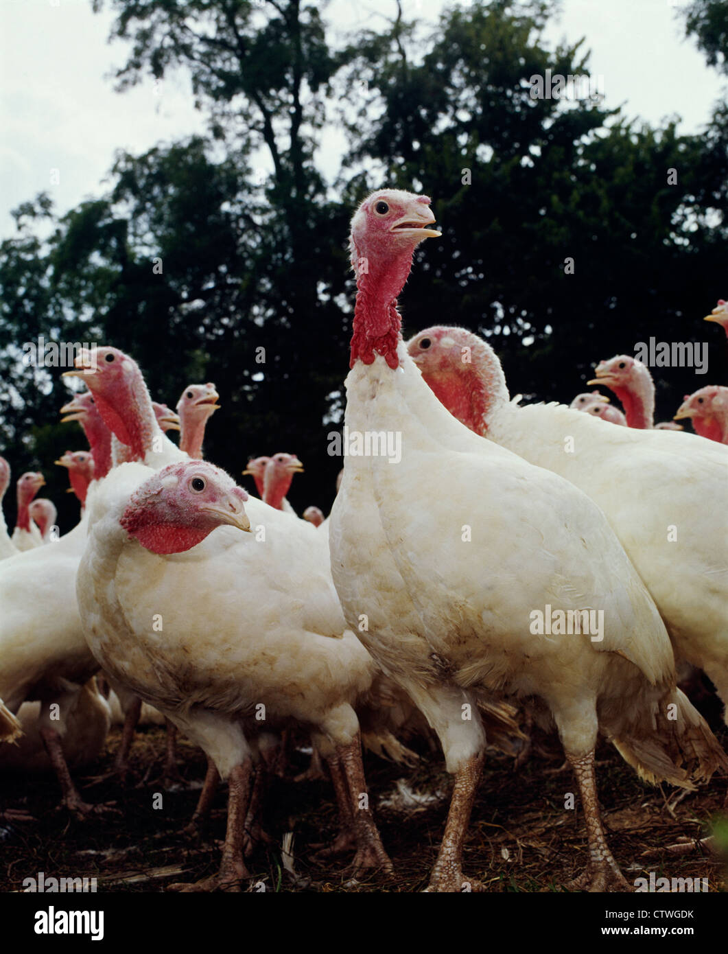 LARGE WHITE HEN TURKEYS, READY FOR MARKET Stock Photo - Alamy