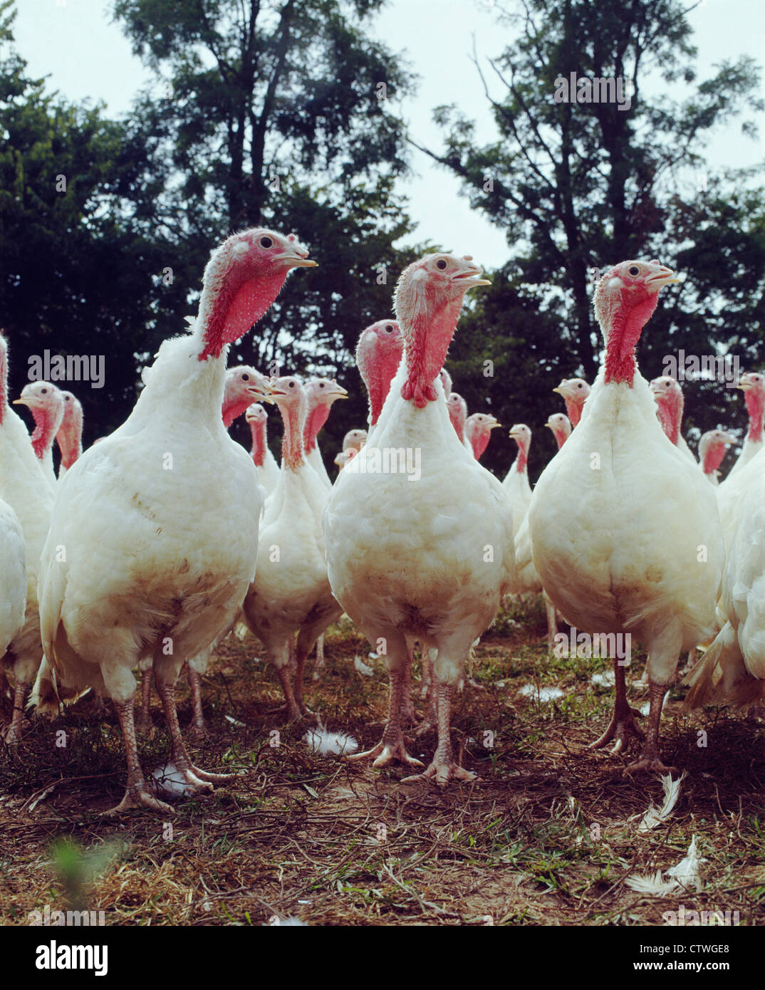 LARGE WHITE HEN TURKEYS, READY FOR MARKET Stock Photo - Alamy