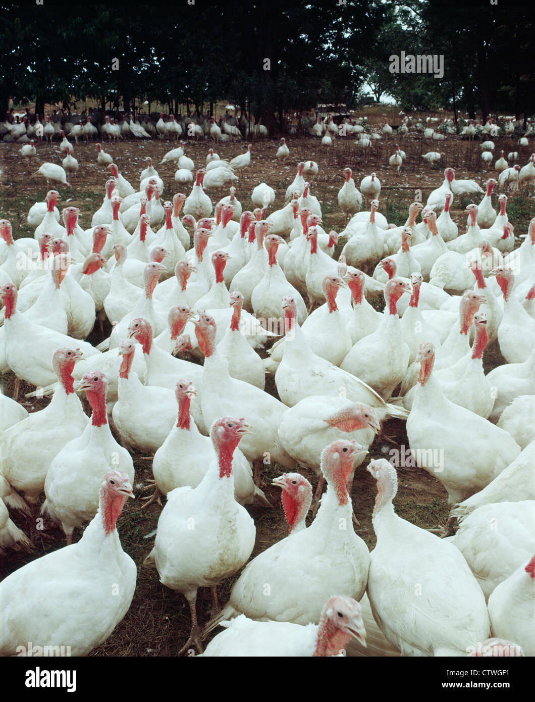 LARGE WHITE HEN TURKEYS READY FOR MARKET Stock Photo - Alamy
