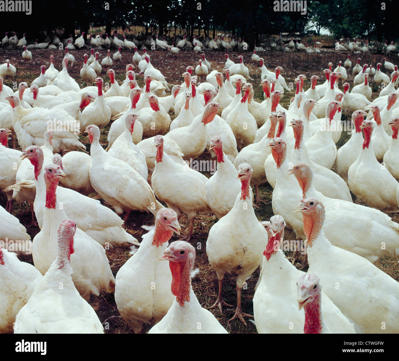 LARGE WHITE HEN TURKEYS READY FOR MARKET Stock Photo - Alamy