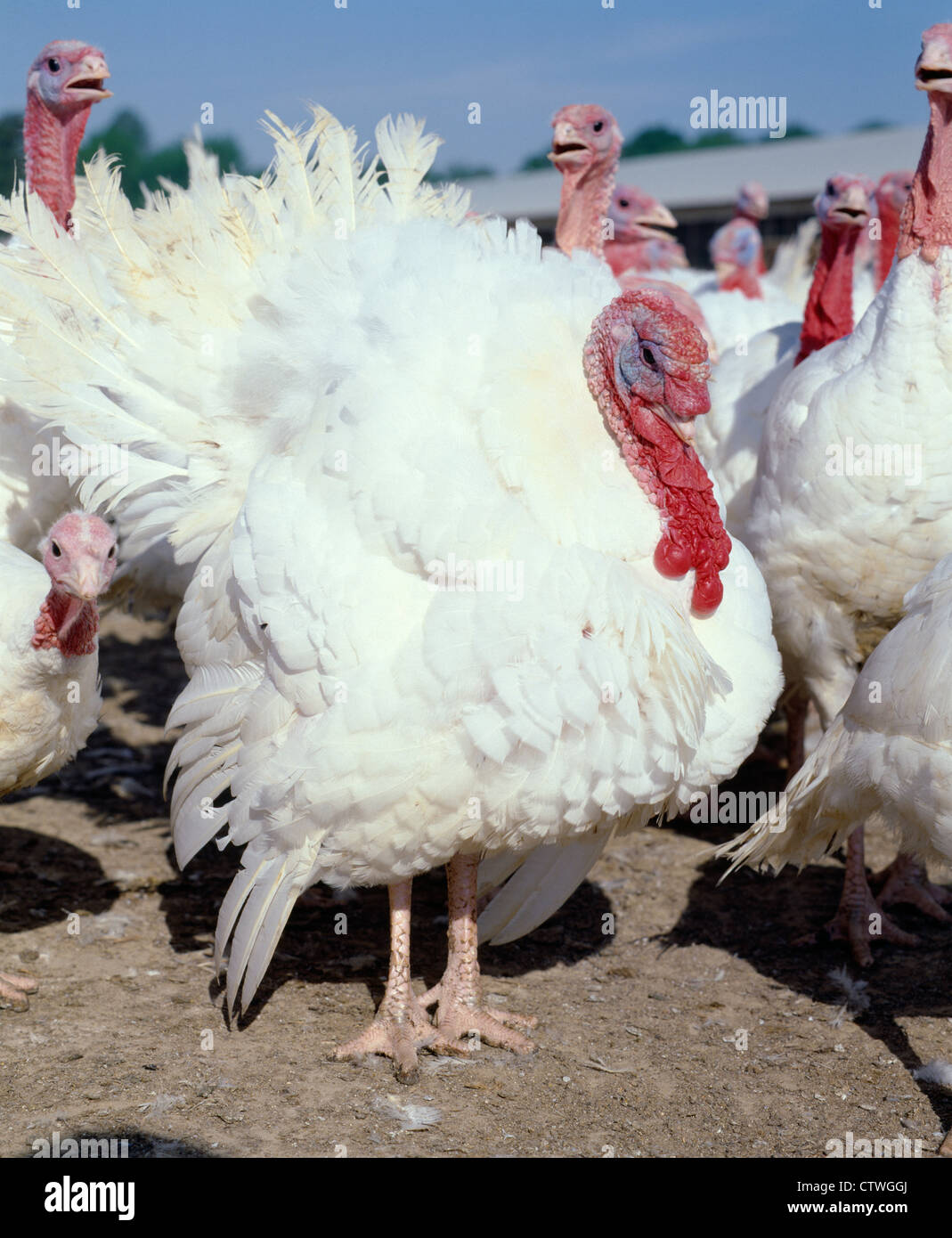 White feather turkey hi-res stock photography and images - Alamy
