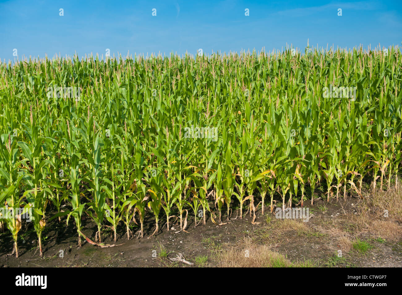 beautiful green maize field under a blue sky Stock Photo - Alamy