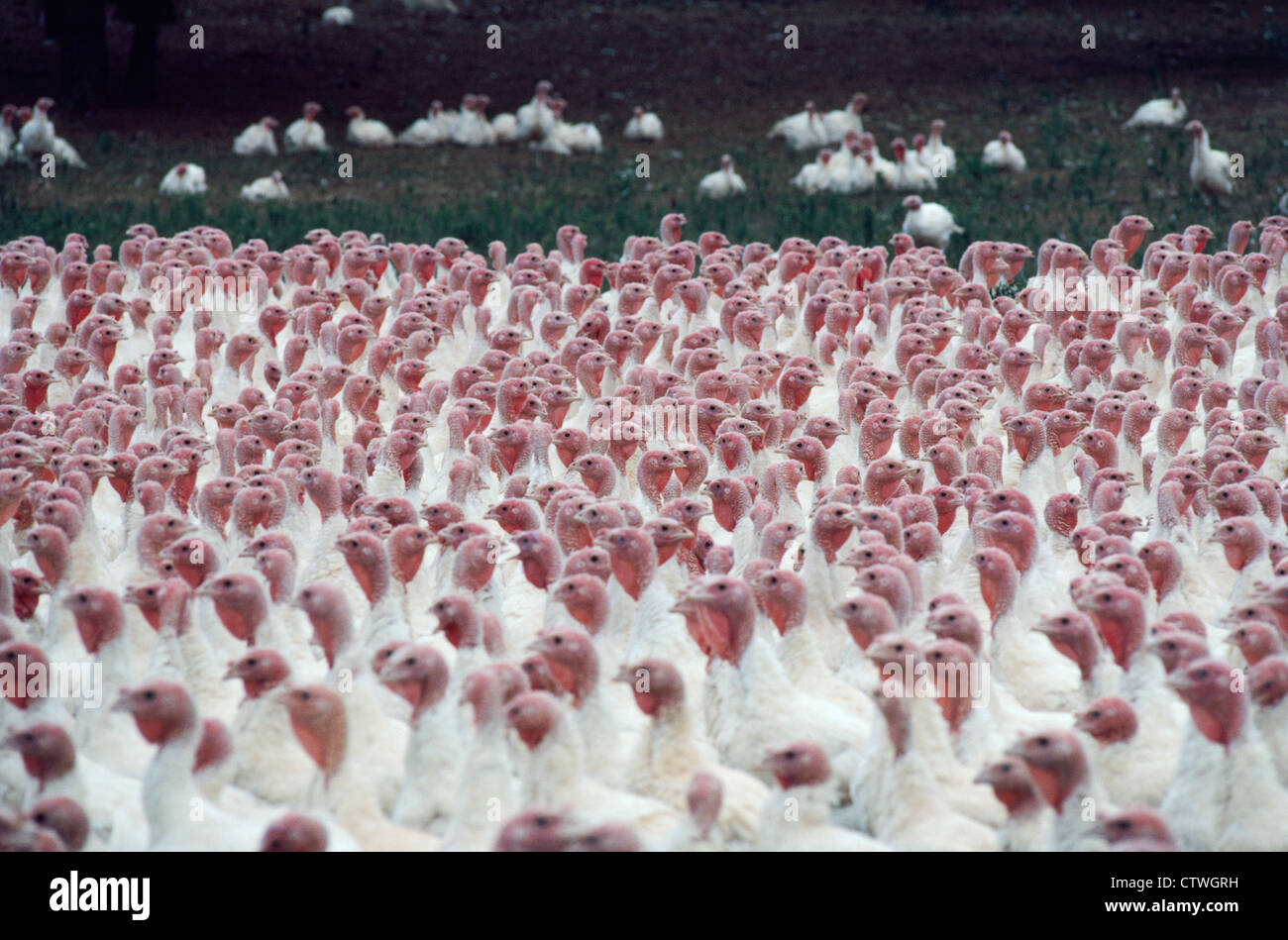 Poultry farming georgia hi-res stock photography and images - Alamy