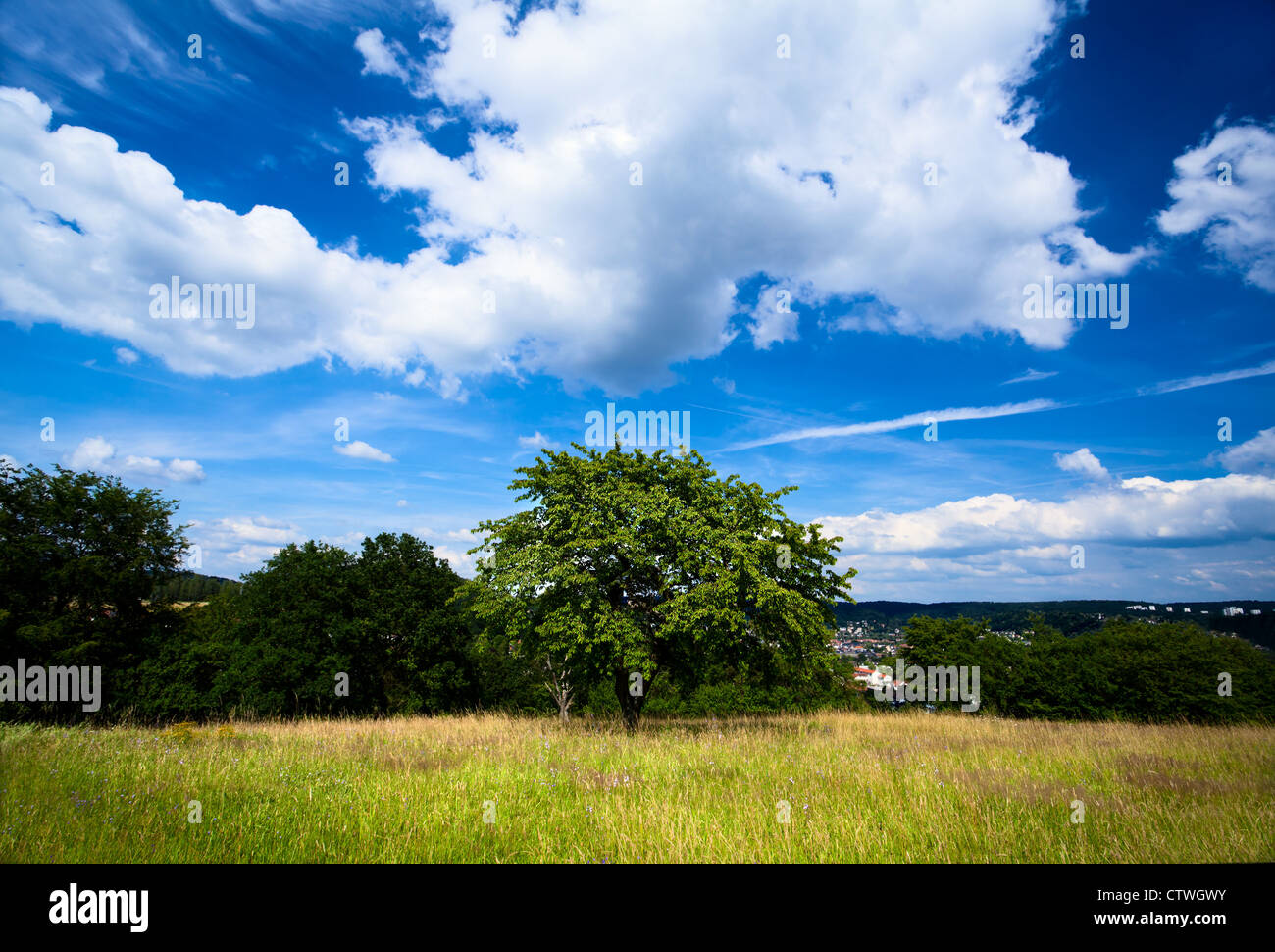 green summer tree and blue sky with beautiful clouds Stock Photo - Alamy
