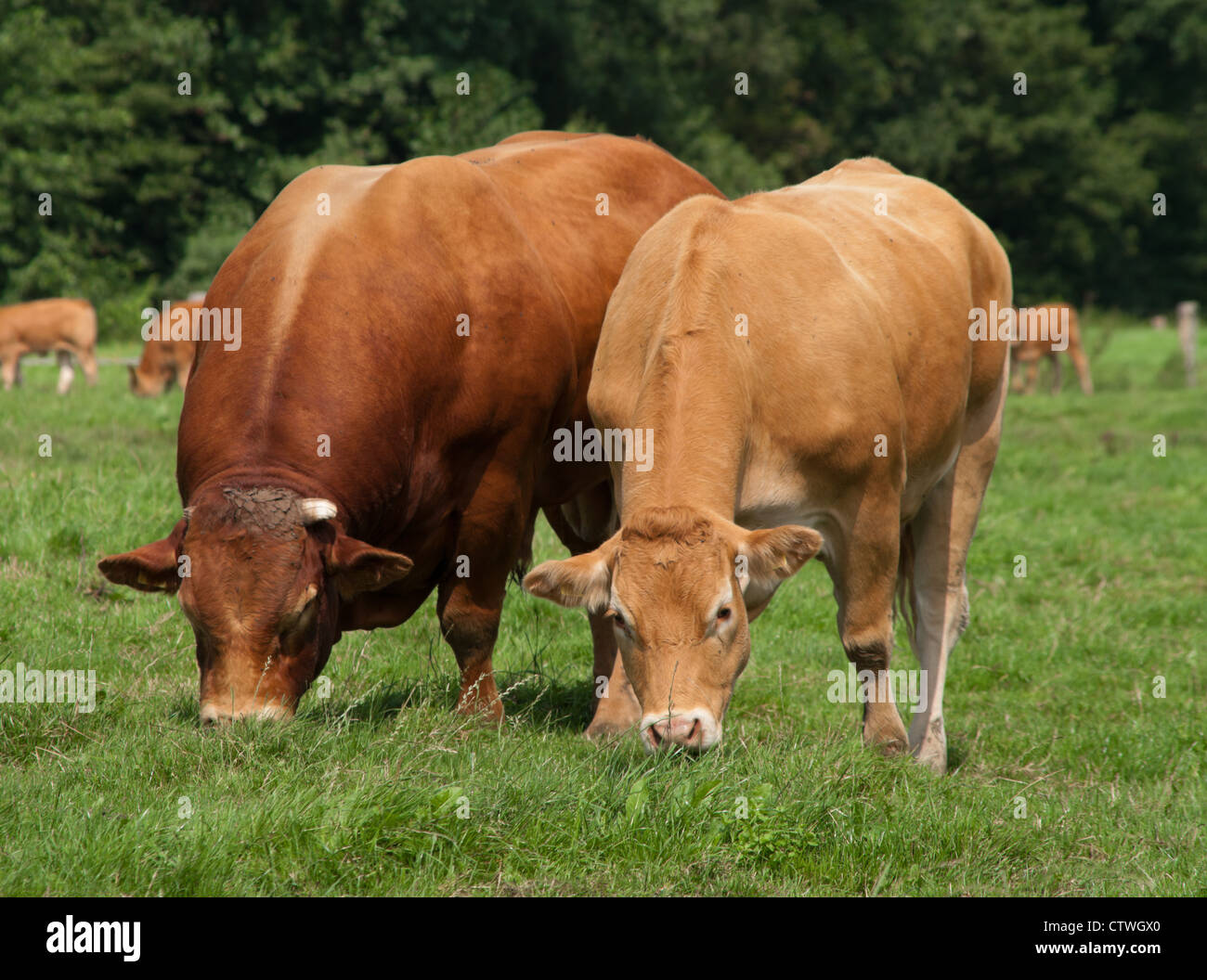 limousine bull with cow peaceful grazing together Stock Photo - Alamy