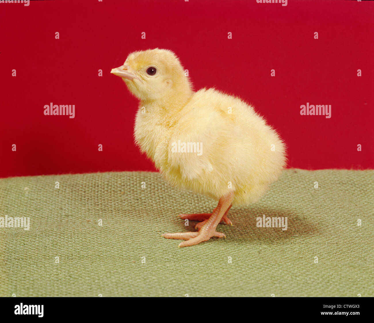 NEWLY HATCHED TURKEY POULT Stock Photo - Alamy