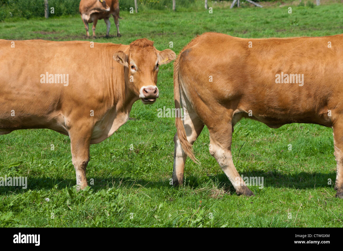 Limousine meat hi-res stock photography and images - Alamy