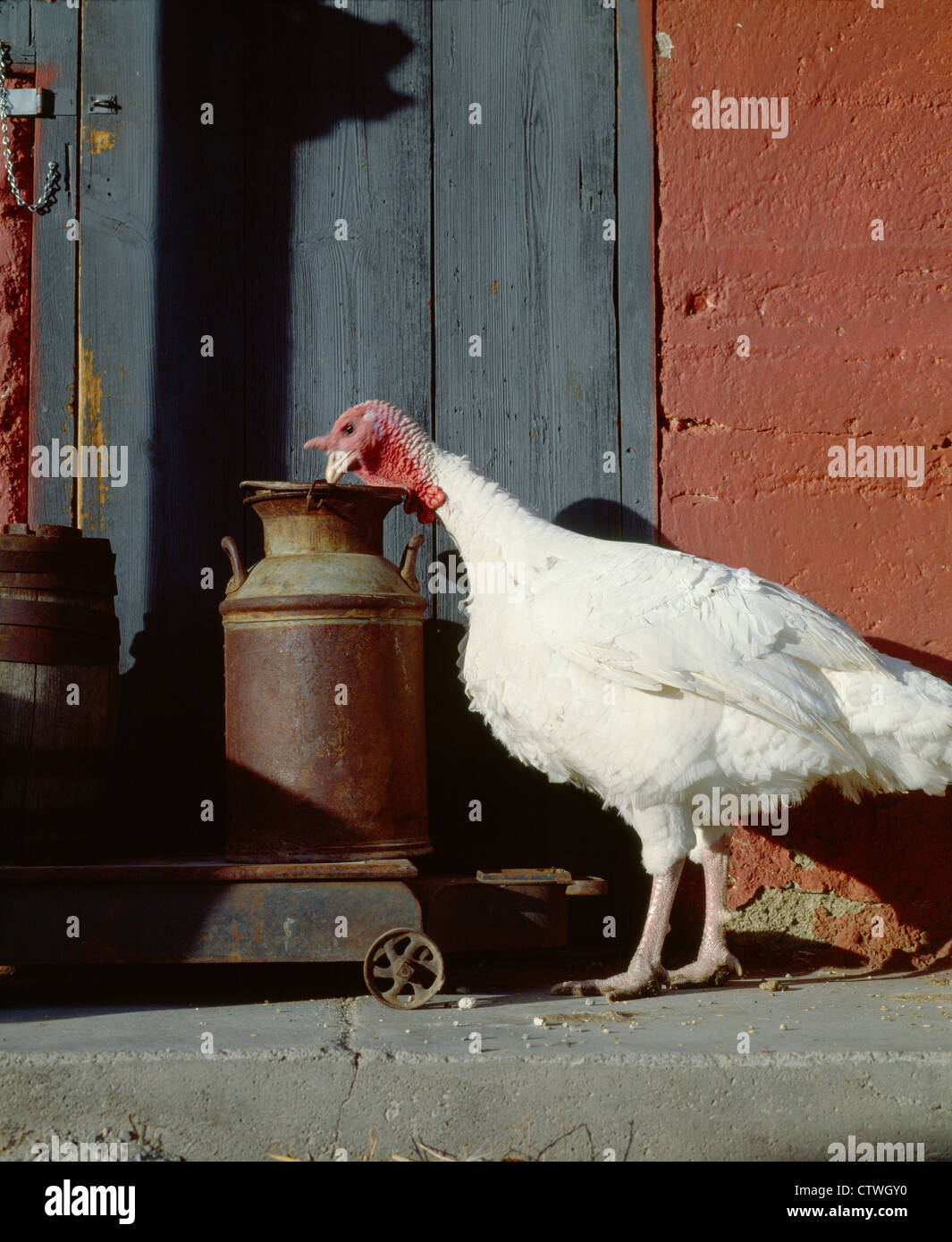 Turkey profile hi-res stock photography and images - Alamy