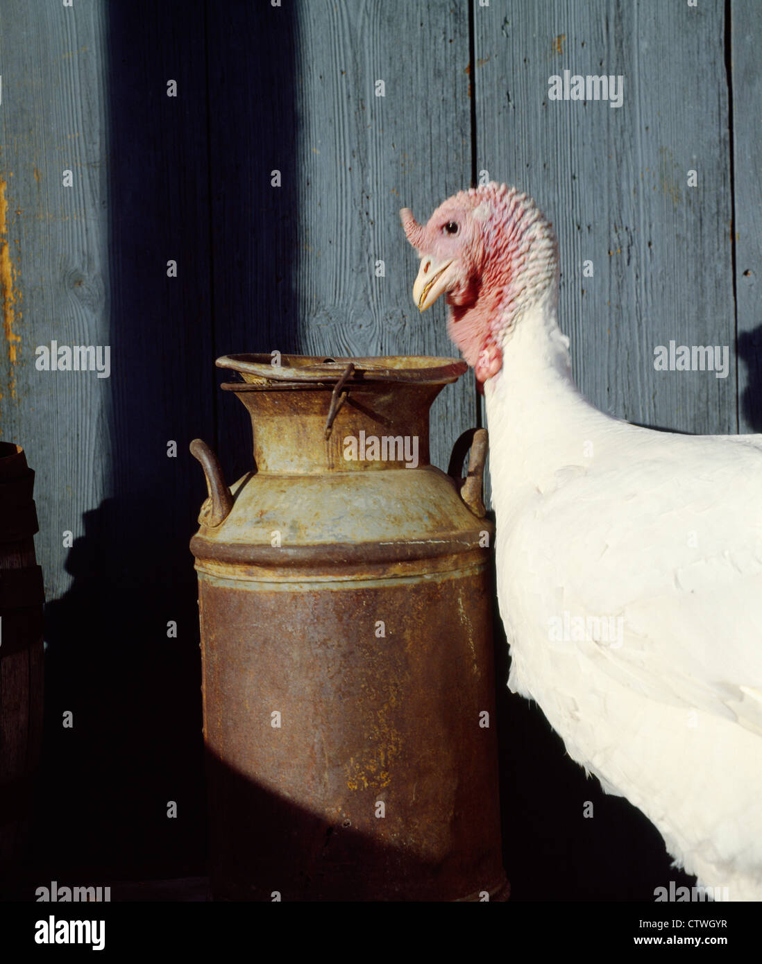 Commercial poultry barn hi-res stock photography and images - Alamy