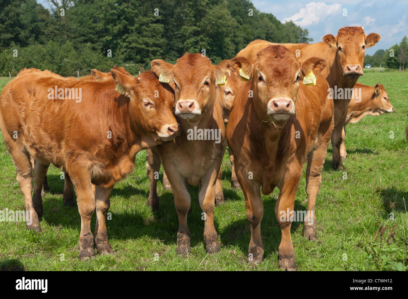 Limousine meat hi-res stock photography and images - Alamy