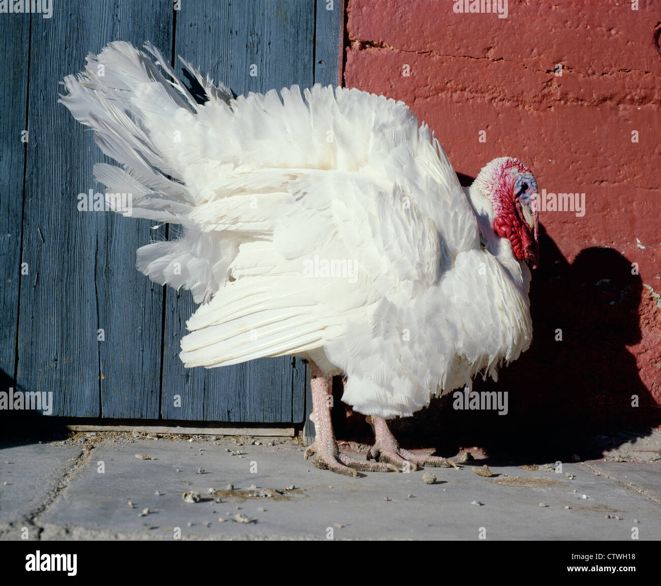 MATURE TOM TURKEY / COLORADO Stock Photo - Alamy